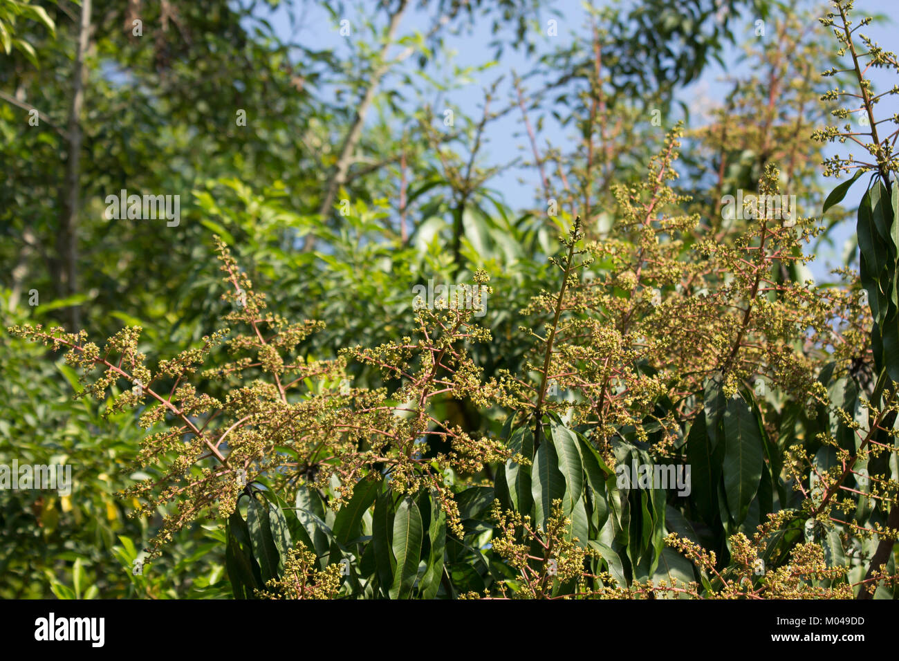 Close up of Mango tree blossoms of Mango flower Stock Photo - Alamy