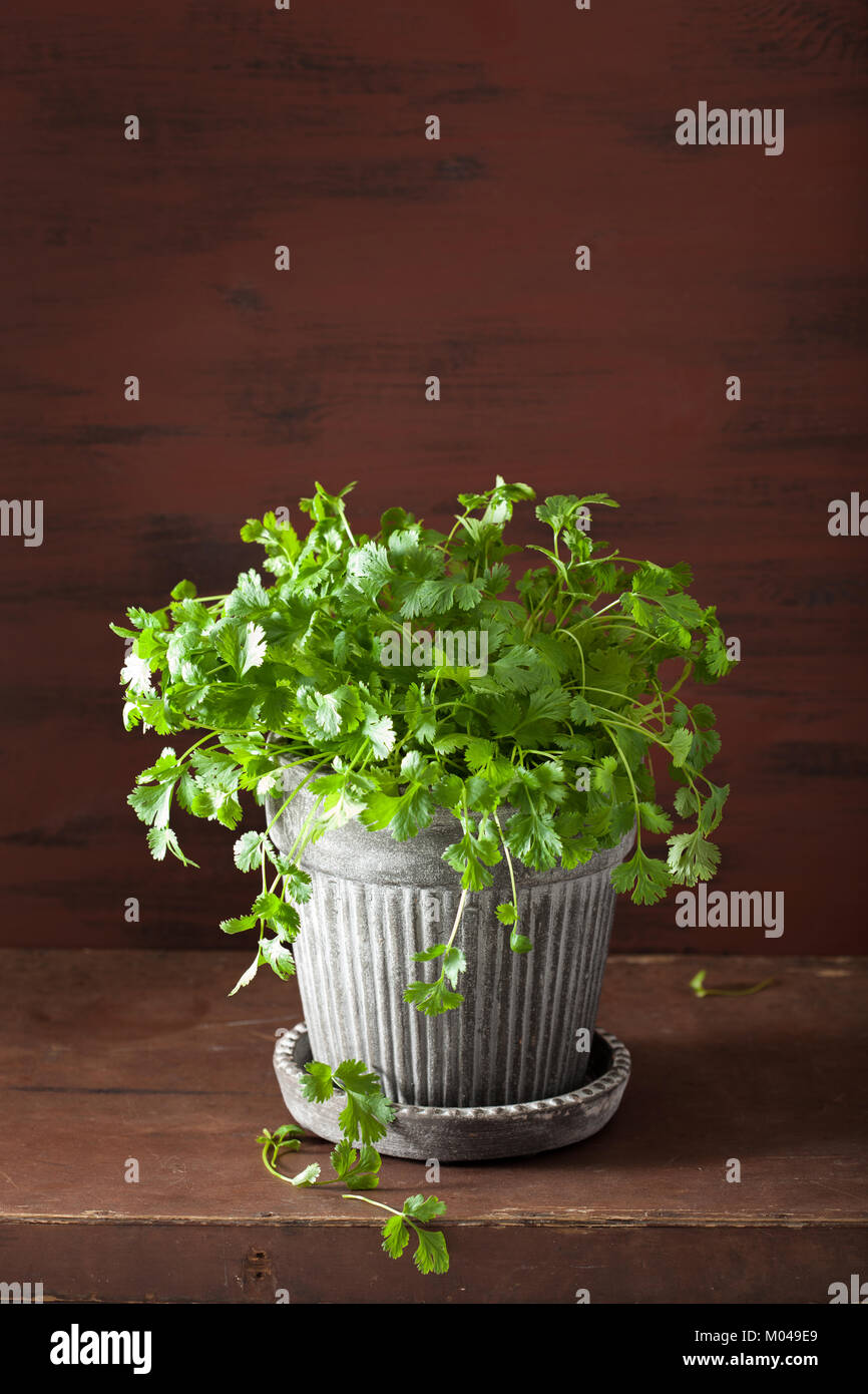 fresh cilantro herb in pot Stock Photo - Alamy