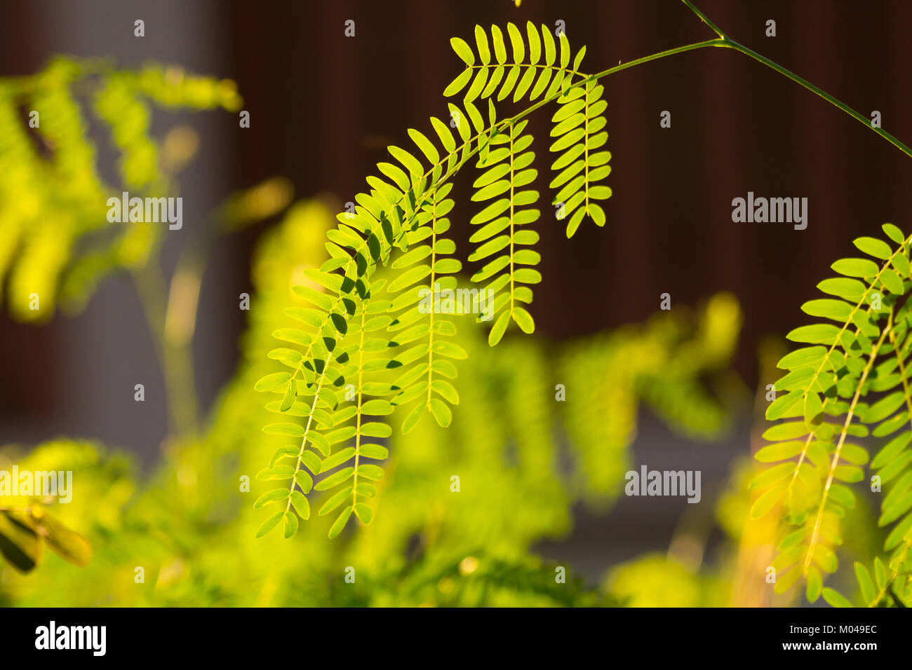 Leucaena leucocephala tree hi-res stock photography and images - Alamy