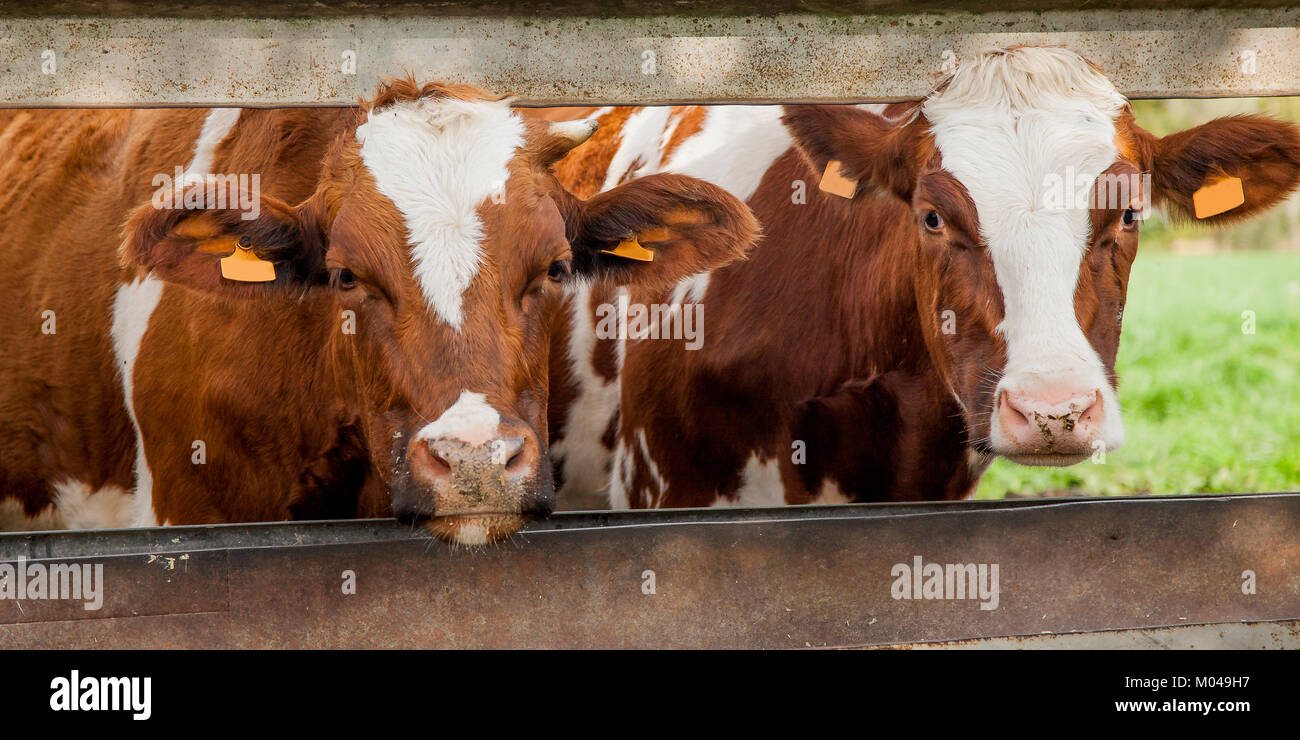 a row of cows waiting for feeding time Stock Photo - Alamy