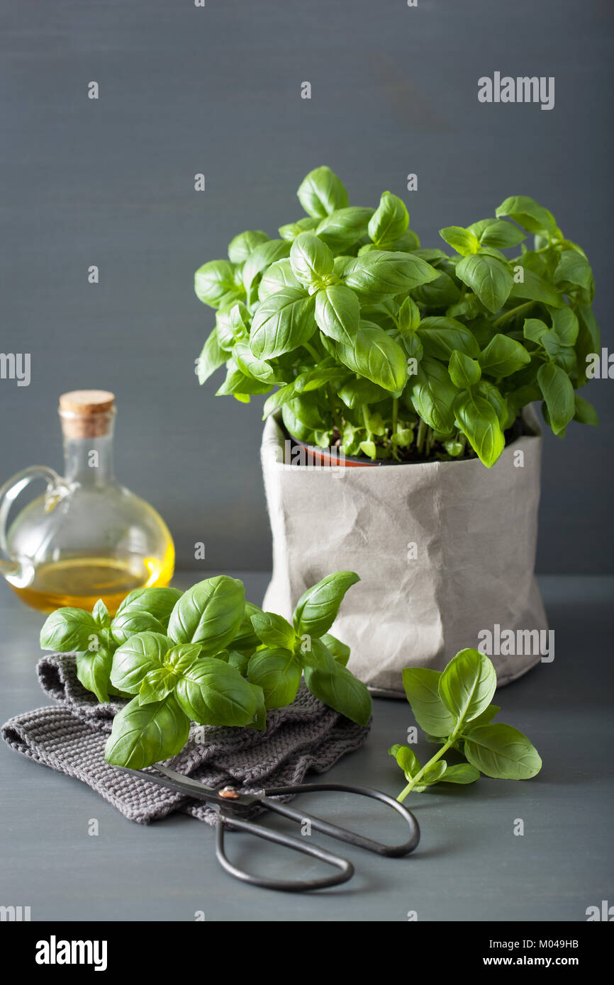 Green basil grow in hi-res stock photography and images - Alamy