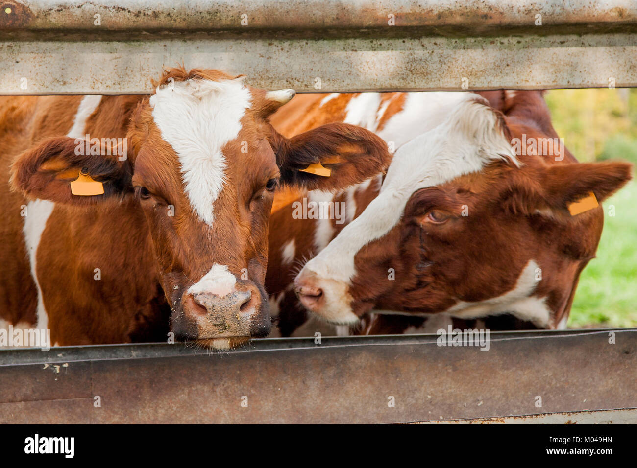 Cow feeding time hi-res stock photography and images - Alamy