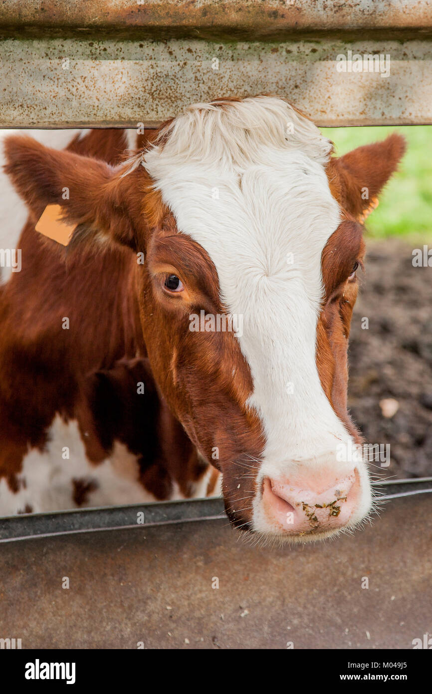 a row of cows waiting for feeding time Stock Photo - Alamy