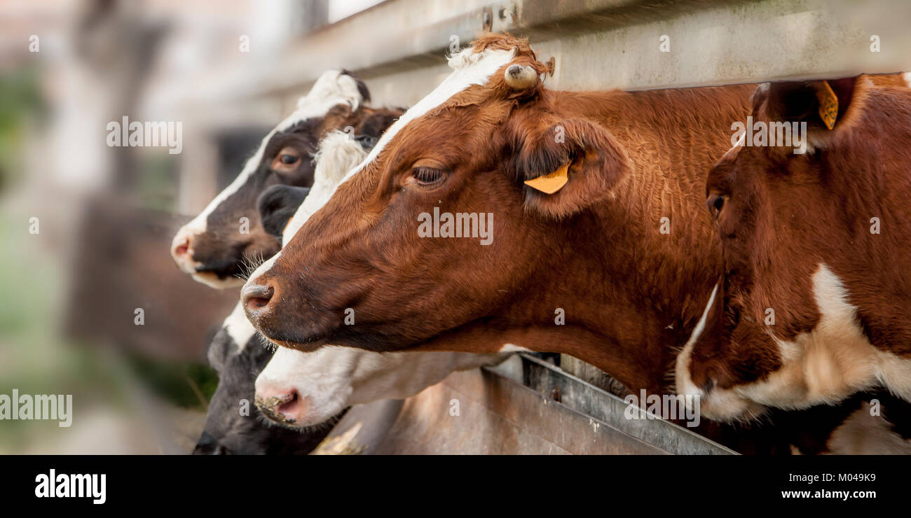 a row of cows waiting for feeding time Stock Photo - Alamy