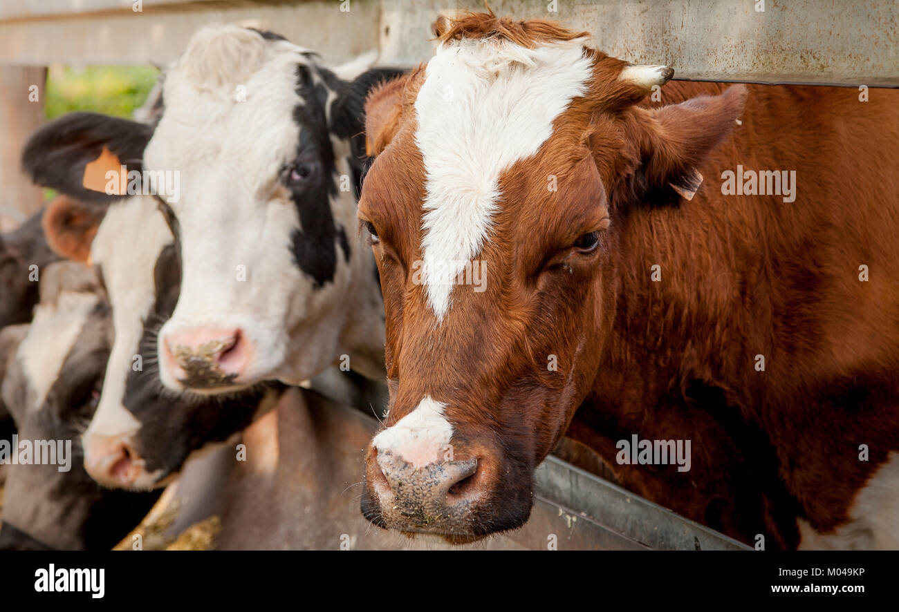 a row of cows waiting for feeding time Stock Photo - Alamy