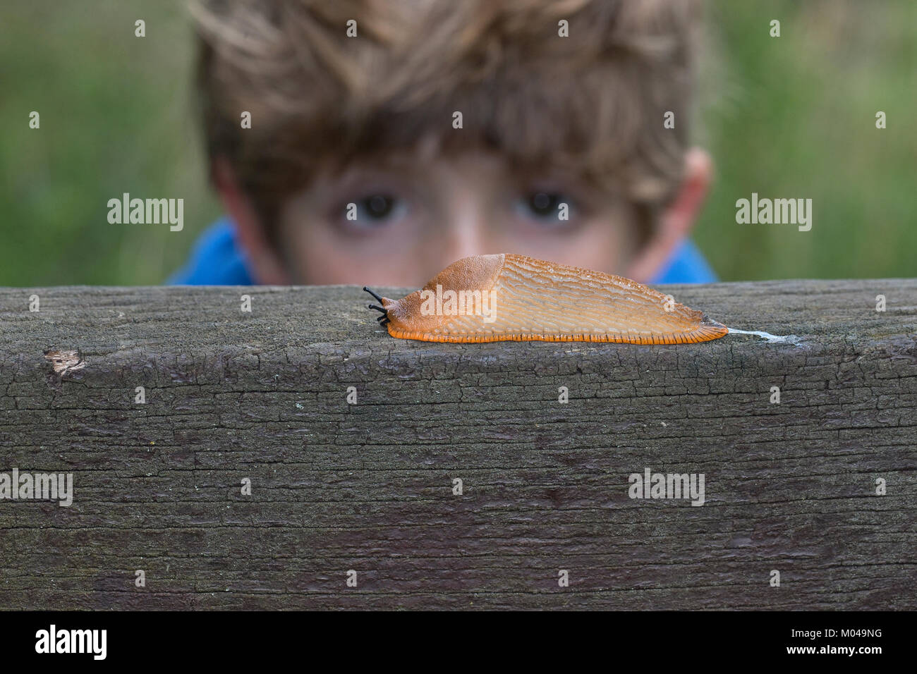 Slug arion ater slugs hi-res stock photography and images - Alamy