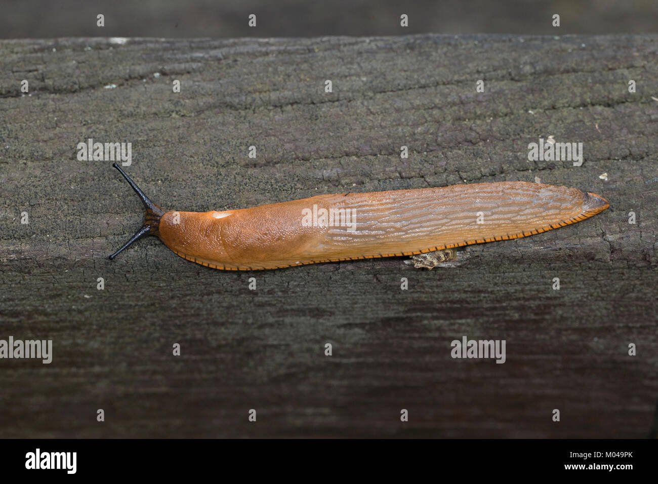 Slugs arion ater hi-res stock photography and images - Alamy
