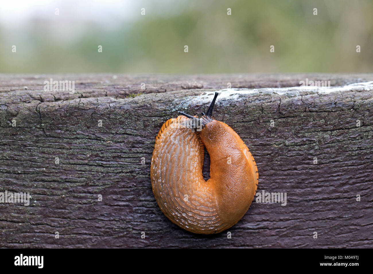European Black Slug (Arion ater Stock Photo - Alamy