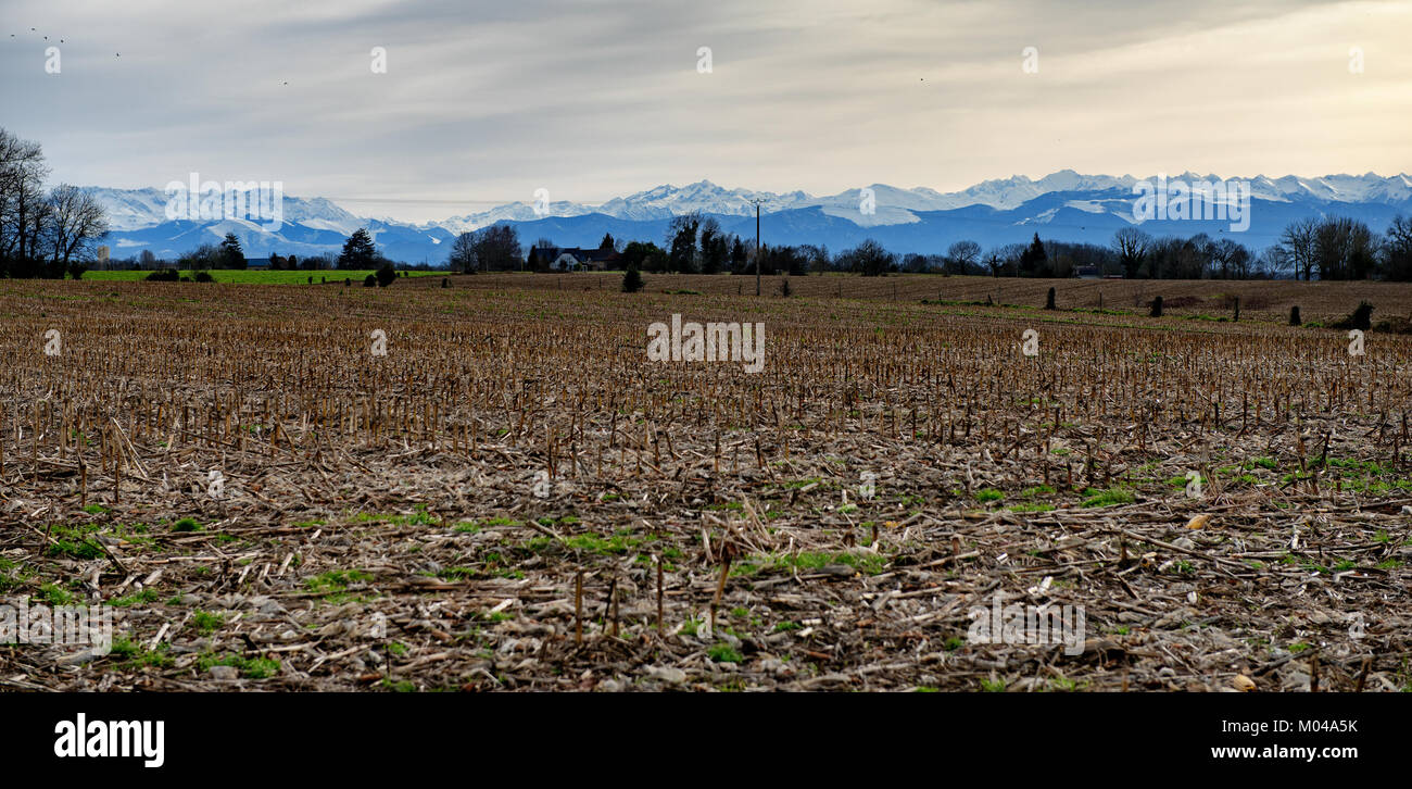 a natural corn field in winter, stubbles in row, mountains background ...