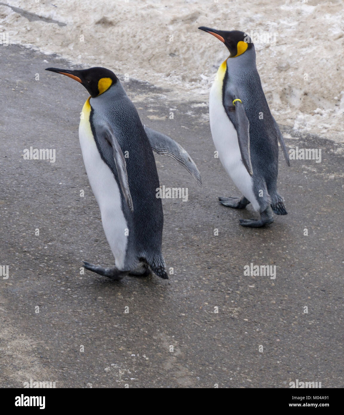 king penguins Calgary zoo AB Stock Photo - Alamy