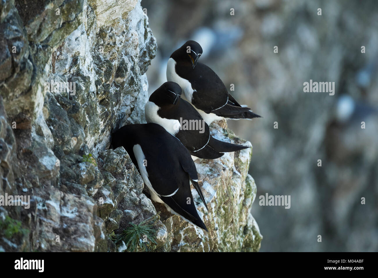 Narrow cliff ledges hi-res stock photography and images - Alamy