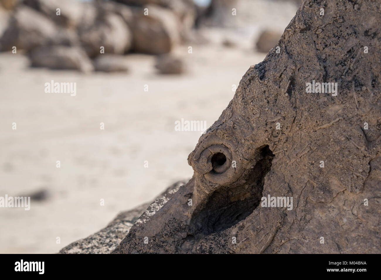 Fossils in a rock at Rock Garden (Rock Zoo of Duqm or Duqm Stone Park ...
