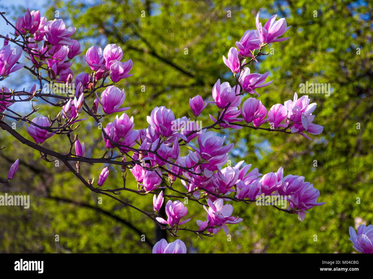beautiful spring background. Magnolia flowers closeup on a branch ...