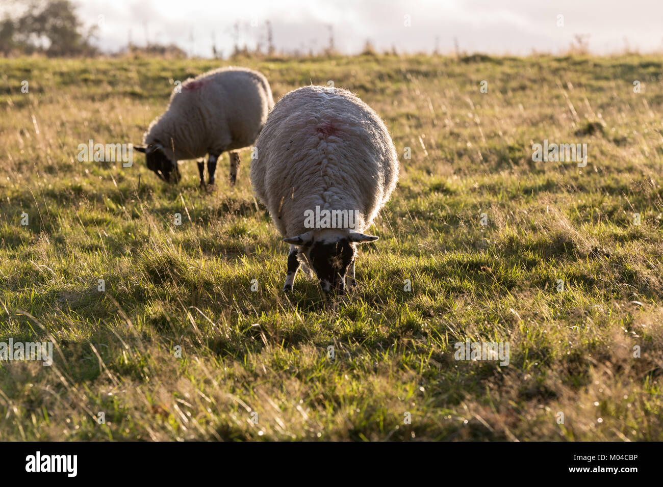 Two sheep grazing in a field Stock Photo - Alamy
