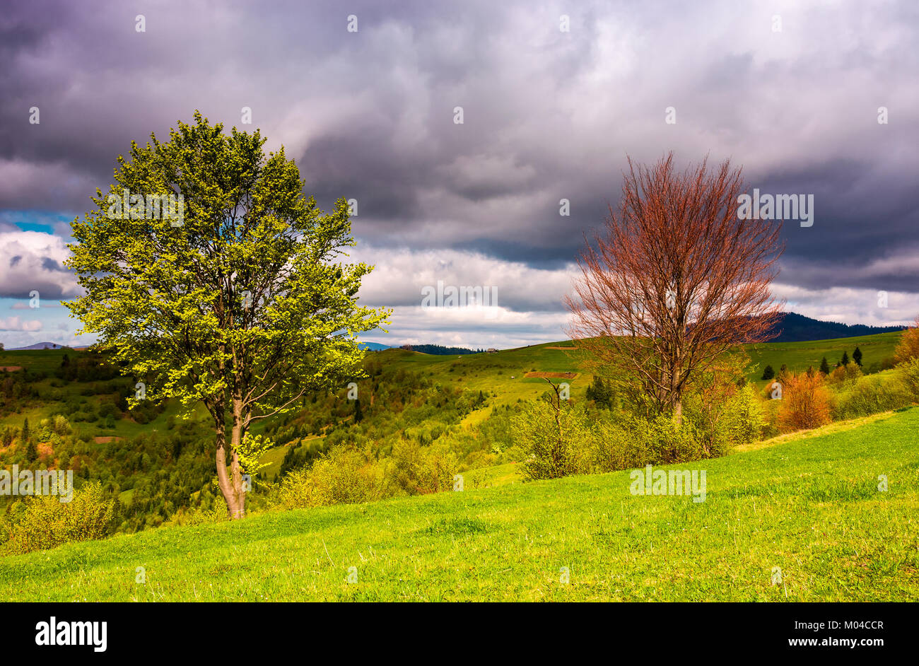 two trees on a grassy slope in springtime. lovely nature scenery in ...