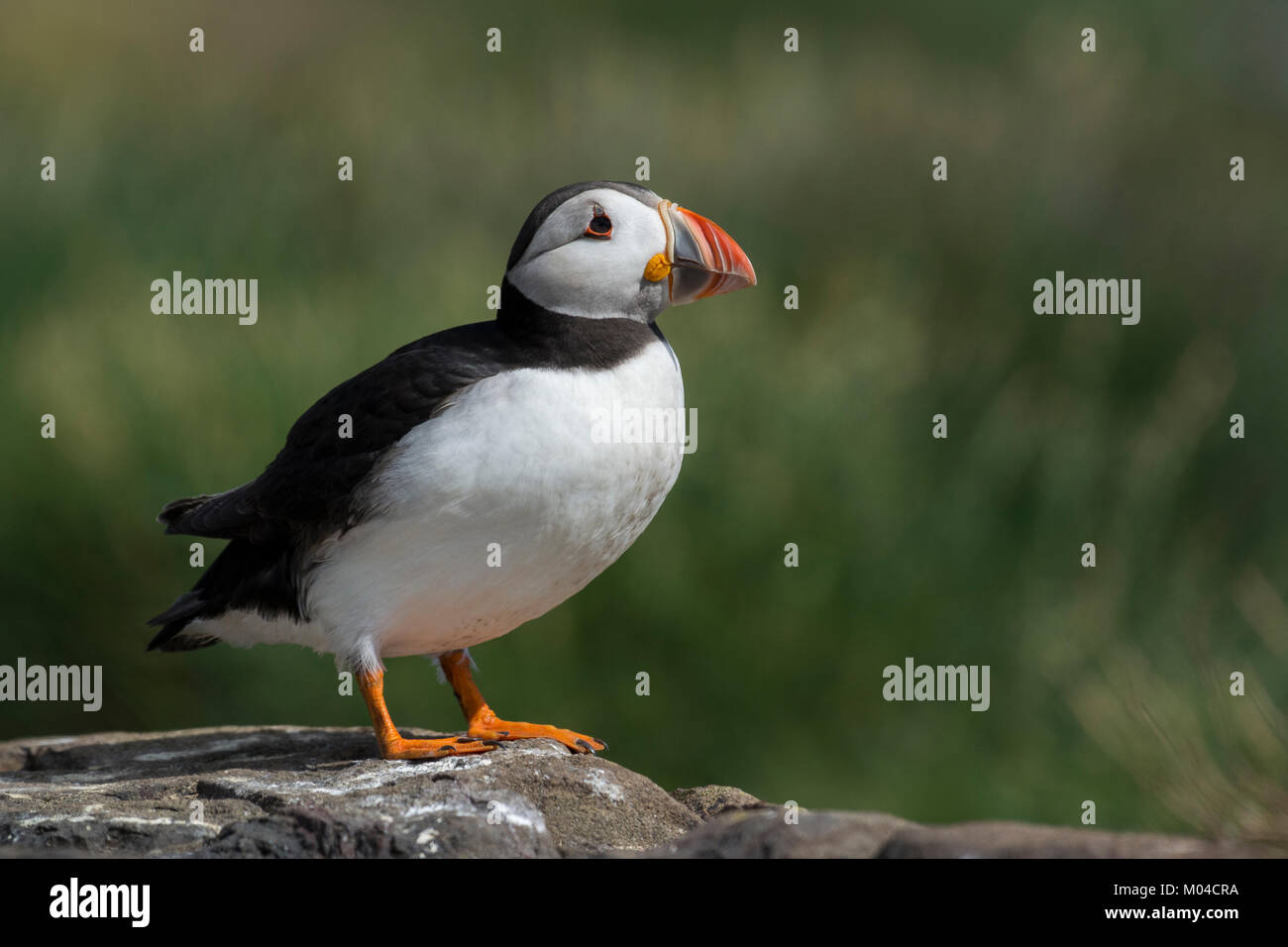 Puffin colours hi-res stock photography and images - Alamy