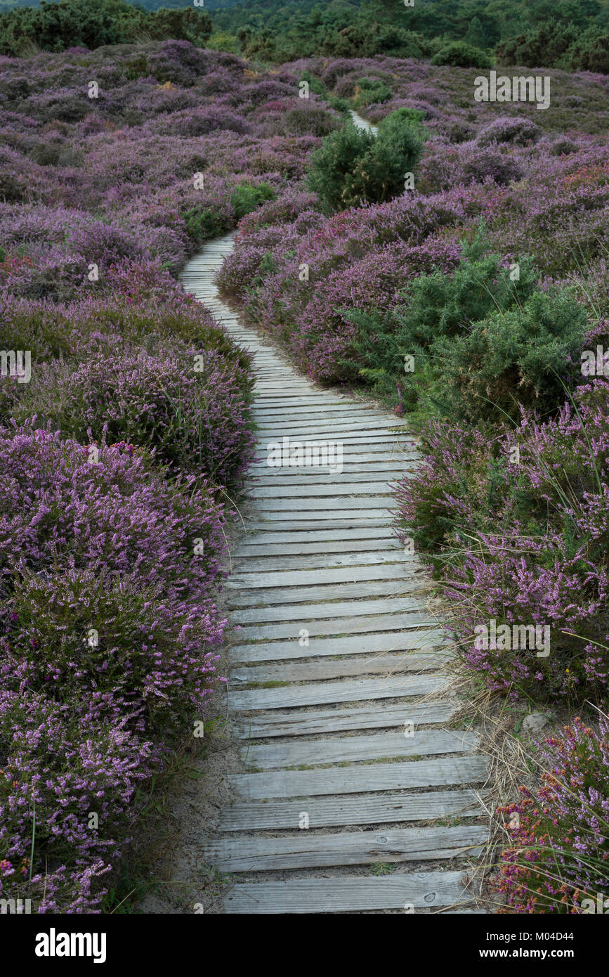 Heather sand hi-res stock photography and images - Alamy