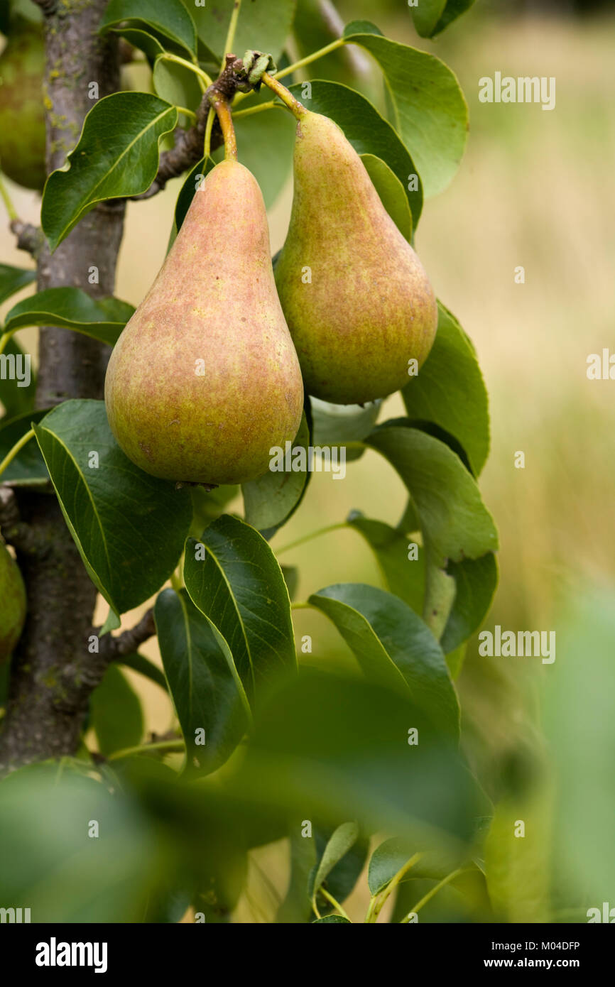 Pears ripening in the orchard Stock Photo - Alamy