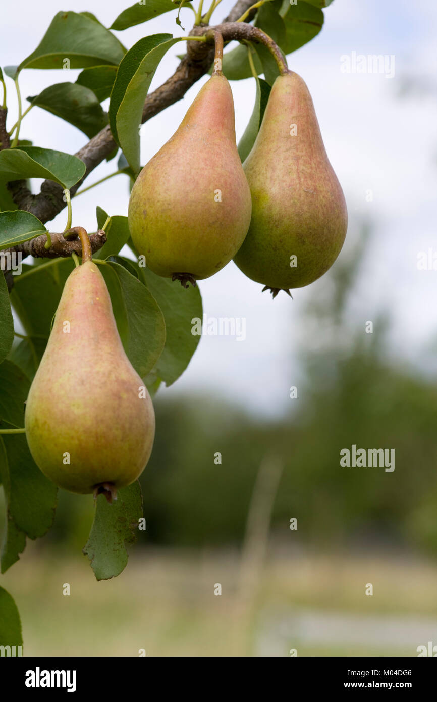 Pears ripening in the orchard Stock Photo - Alamy
