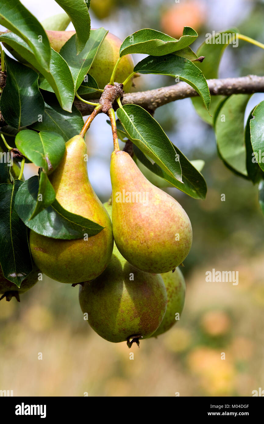 Pears ripening in the orchard Stock Photo - Alamy