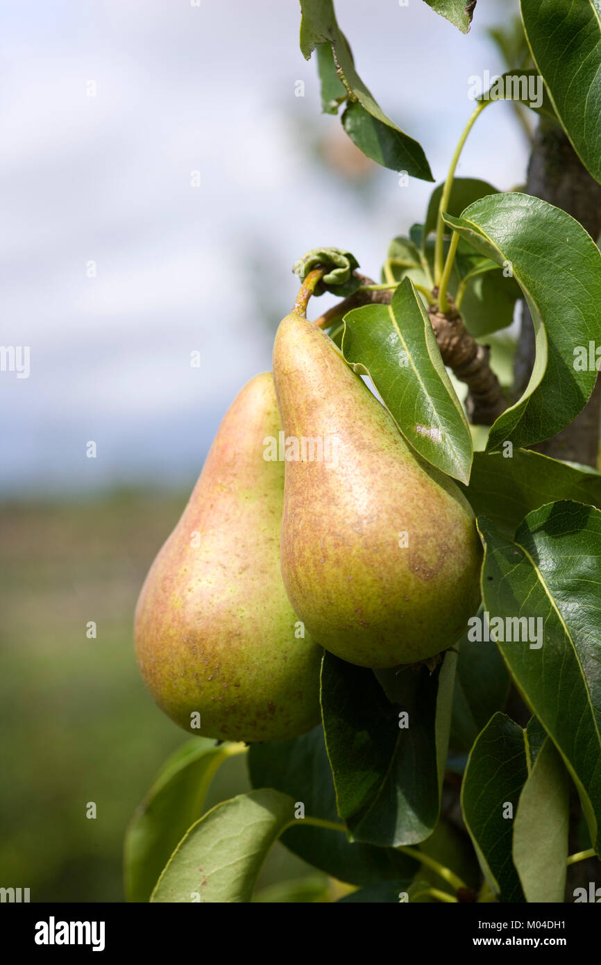 Pears growing english orchard hi-res stock photography and images - Alamy