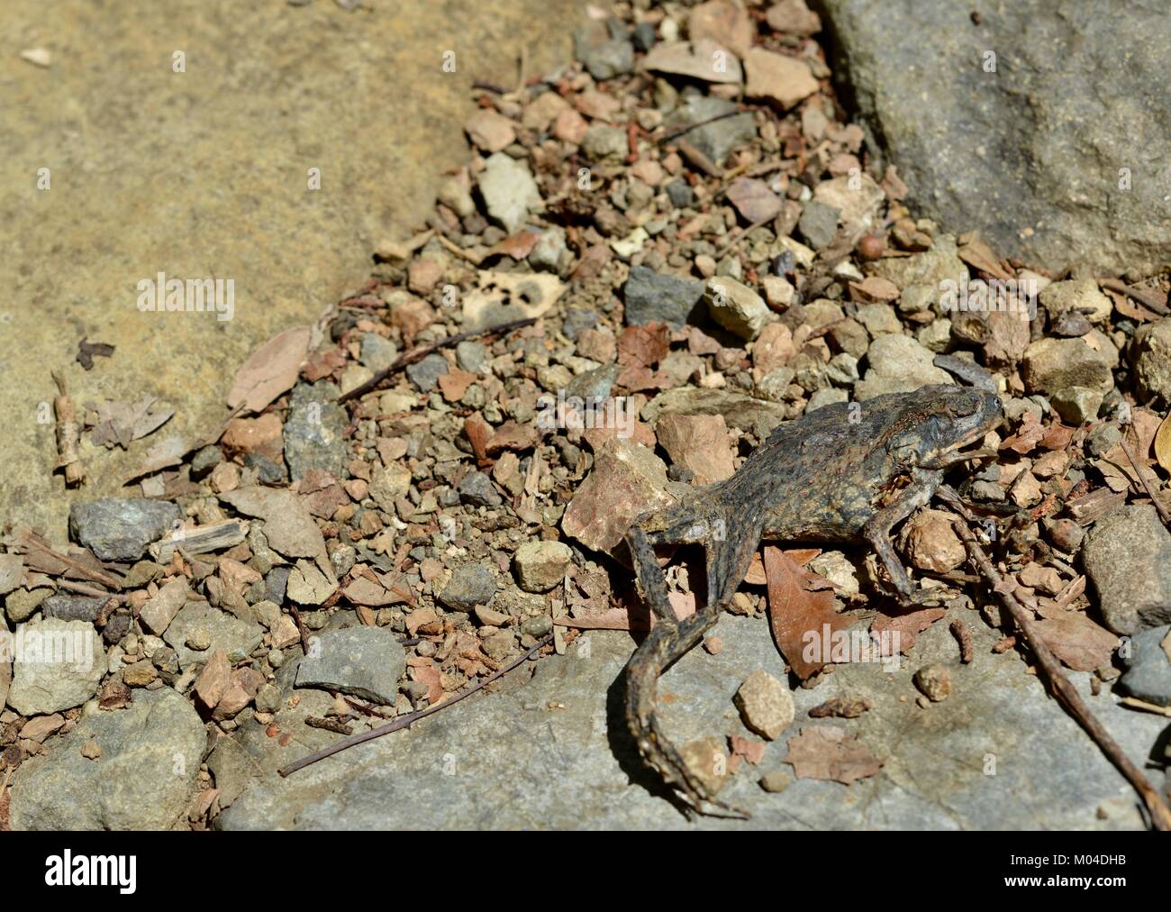Dead and dried out frog on a rocky path, Bowling Green Bay National ...