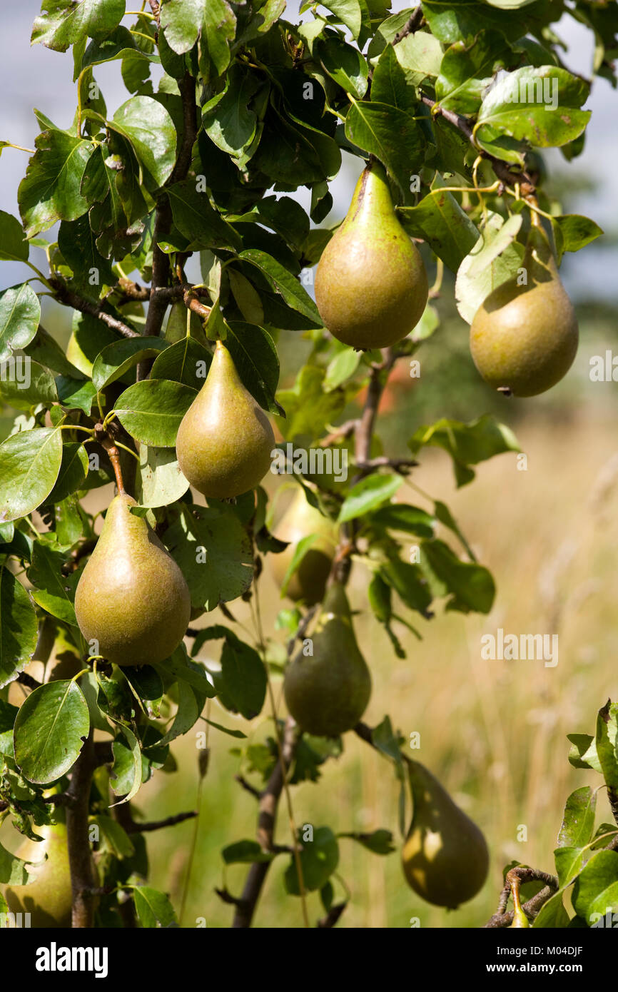 Pears ripening in the orchard Stock Photo - Alamy