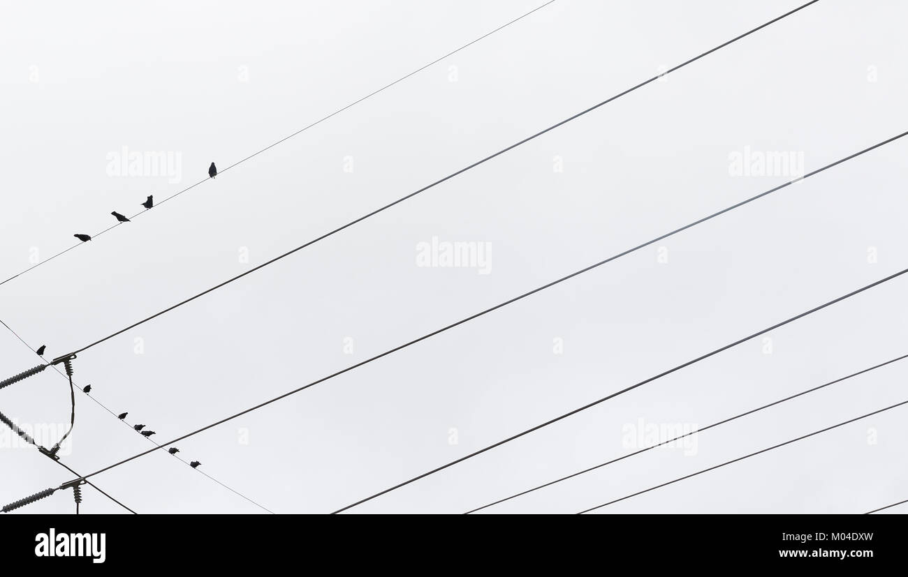 horizontal image of birds on telephone wires Stock Photo - Alamy