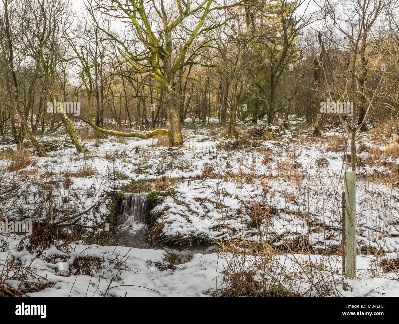 The image of a winter sceen a small burn and some strange looking dying ...