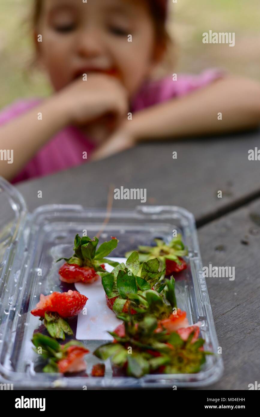 Young child eating strawberries, Bowling Green Bay National Park ...