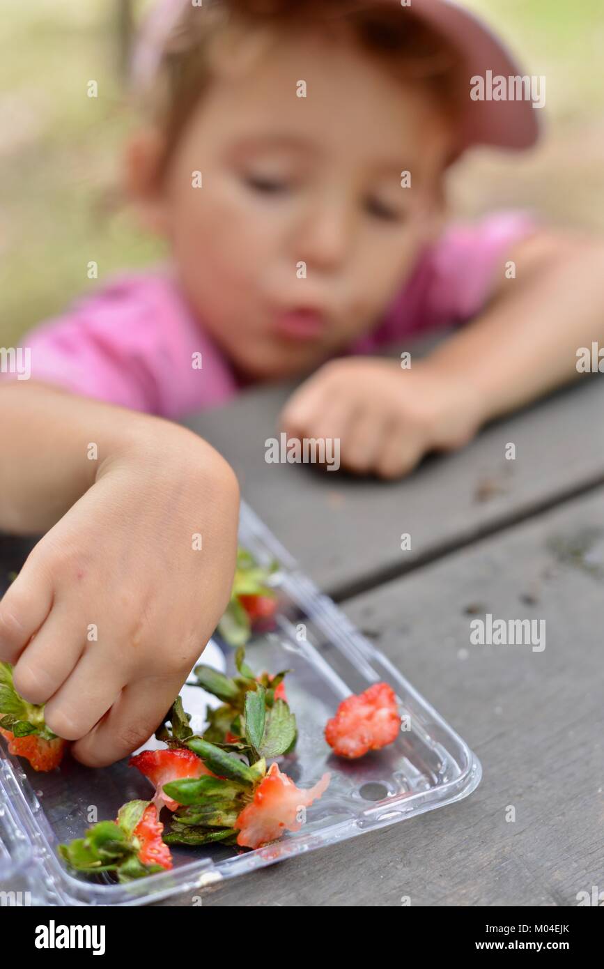 Young child eating strawberries, Bowling Green Bay National Park ...