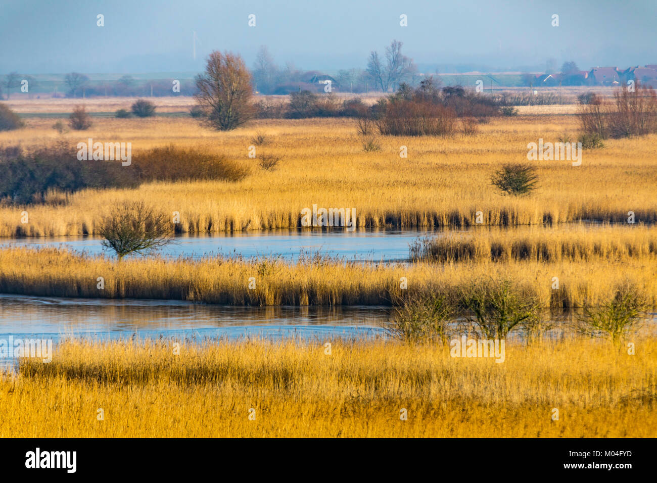 Salt marshes, marsh landscape on the North Sea dyke near Greetsiel ...