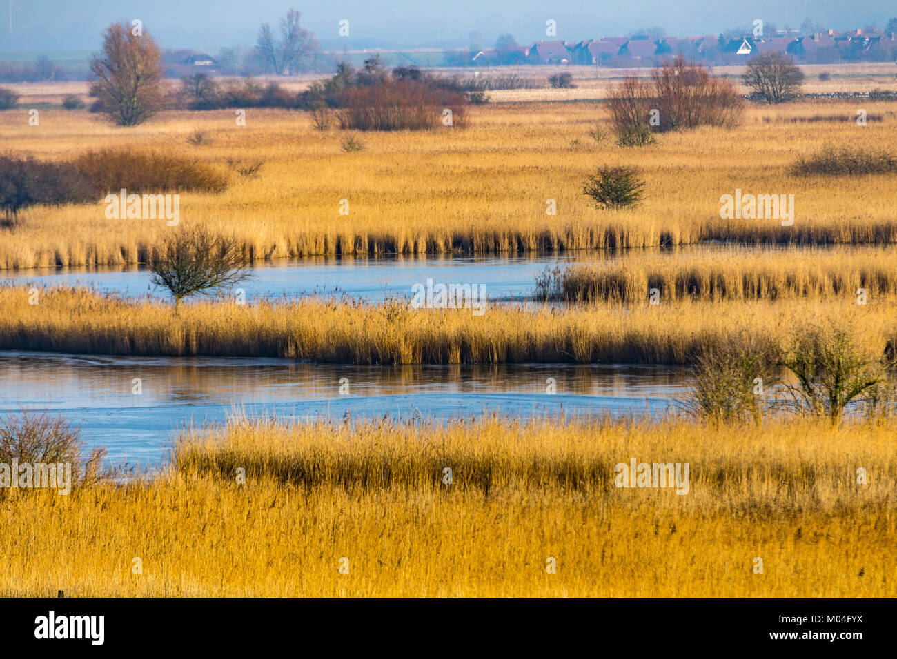 Salt marshes, marsh landscape on the North Sea dyke near Greetsiel ...