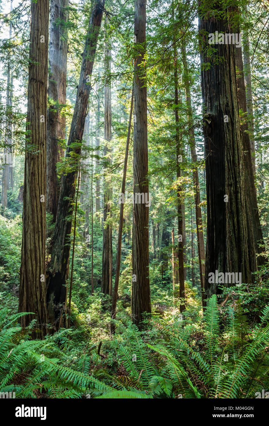 Converging tree trunks hi-res stock photography and images - Alamy