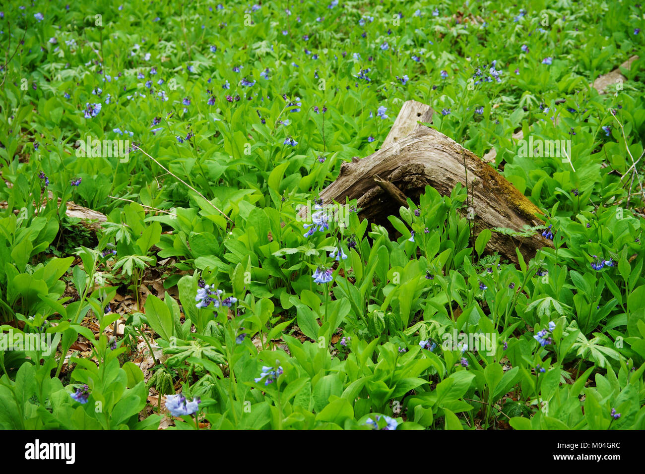 Snag lying in the field of blooming common bluebell plants Stock Photo ...