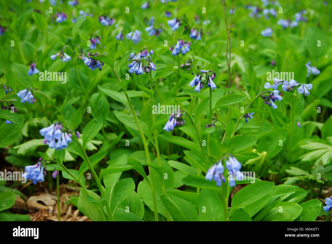 Side view of Common Bluebell flowers up close over green vegetation ...