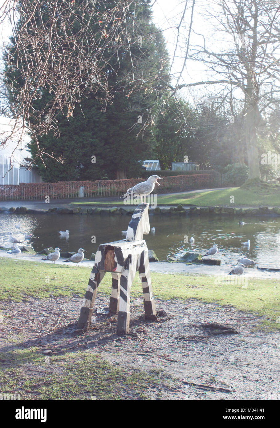 image of bird gull seagull sitting on wooden zebra Pearson Park Hull ...
