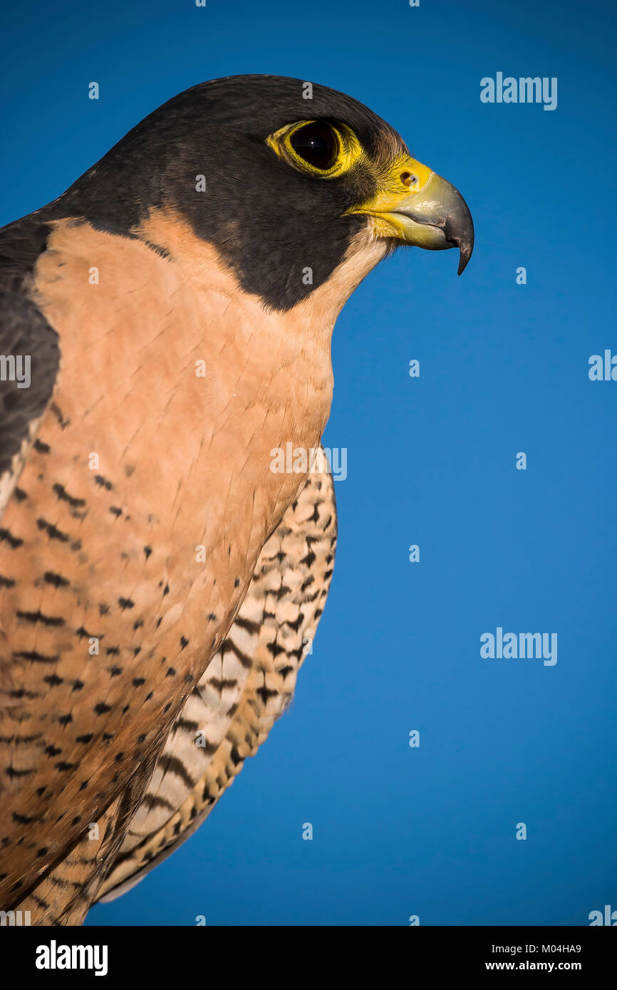 Peregrine Falcon (Falco peregrinus) perched upon a rock, captive ...