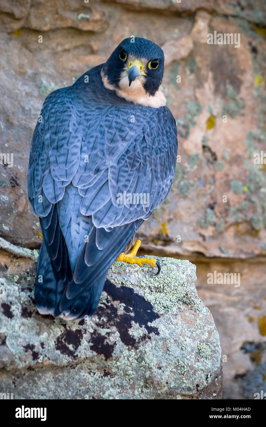 Colorado peregrine falcon hi-res stock photography and images - Alamy