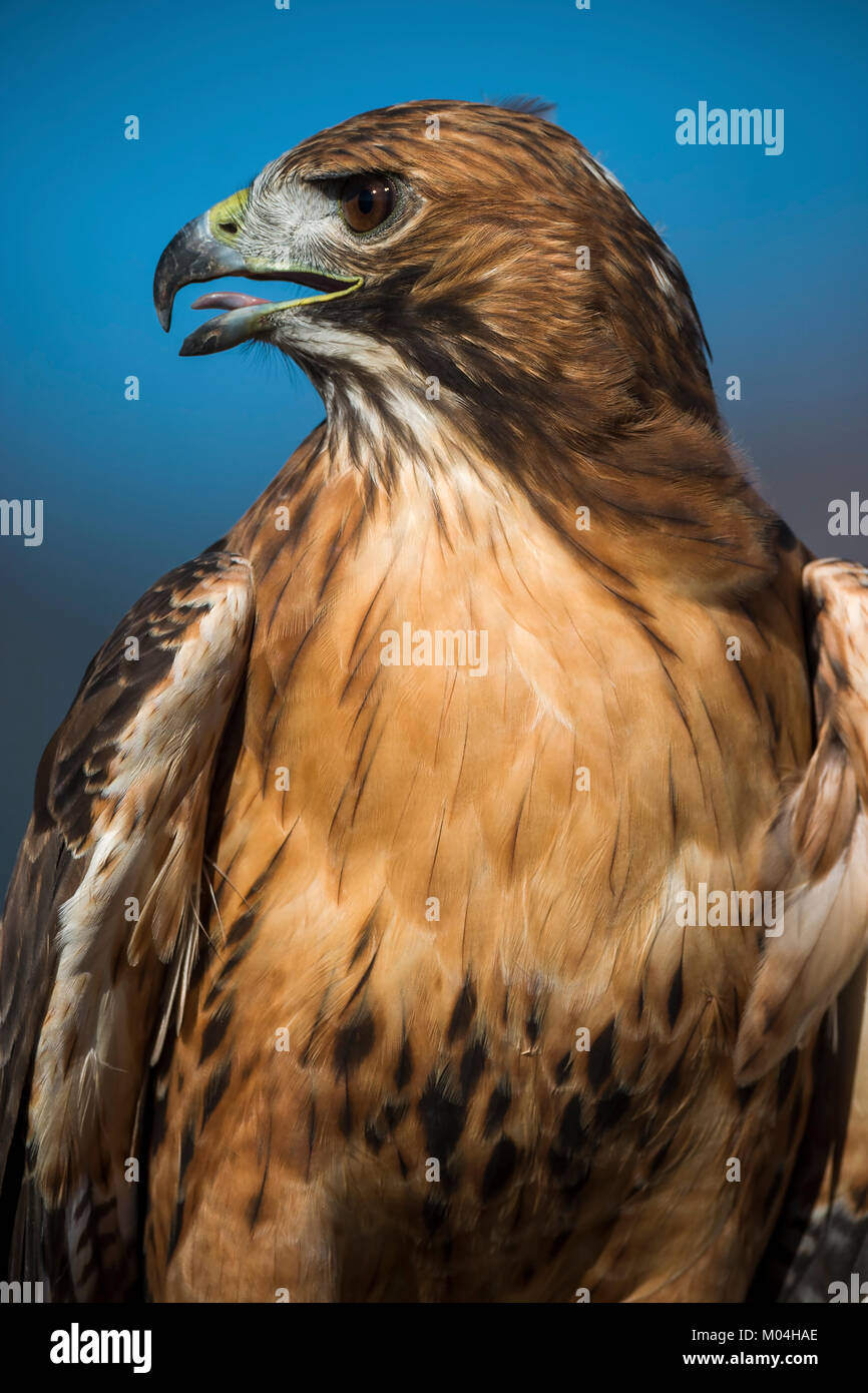 Red-tailed Hawk (Buteo jamaicensis) Red-tailed hawk perched on limb ...