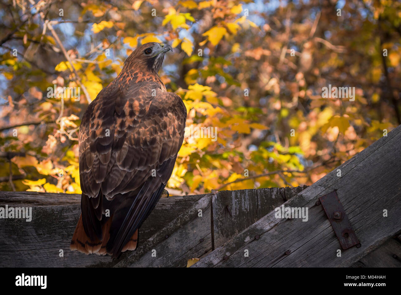 Red-tailed Hawk (Buteo jamaicensis) Red-tailed hawk perched on a fence ...