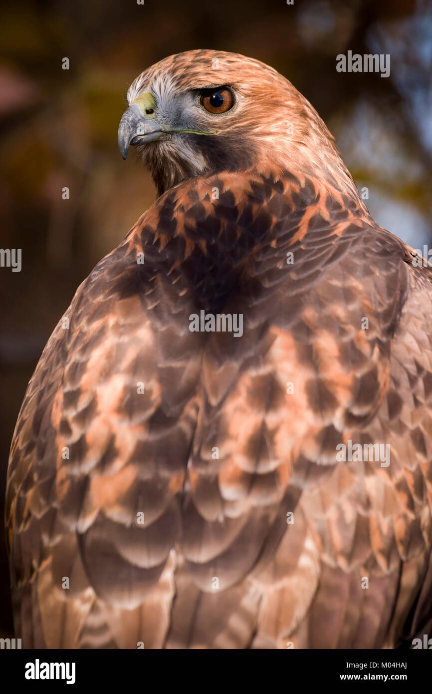 Red-tailed Hawk (Buteo jamaicensis) Red-tailed hawk perched on a limb ...