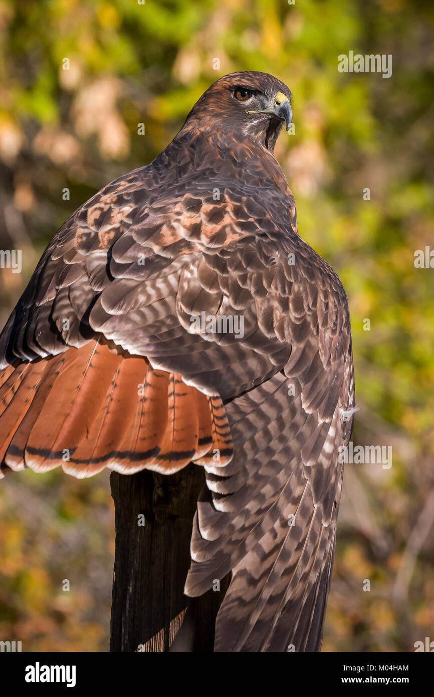 Red-tailed Hawk (Buteo jamaicensis) Red-tailed hawk perched on a limb ...