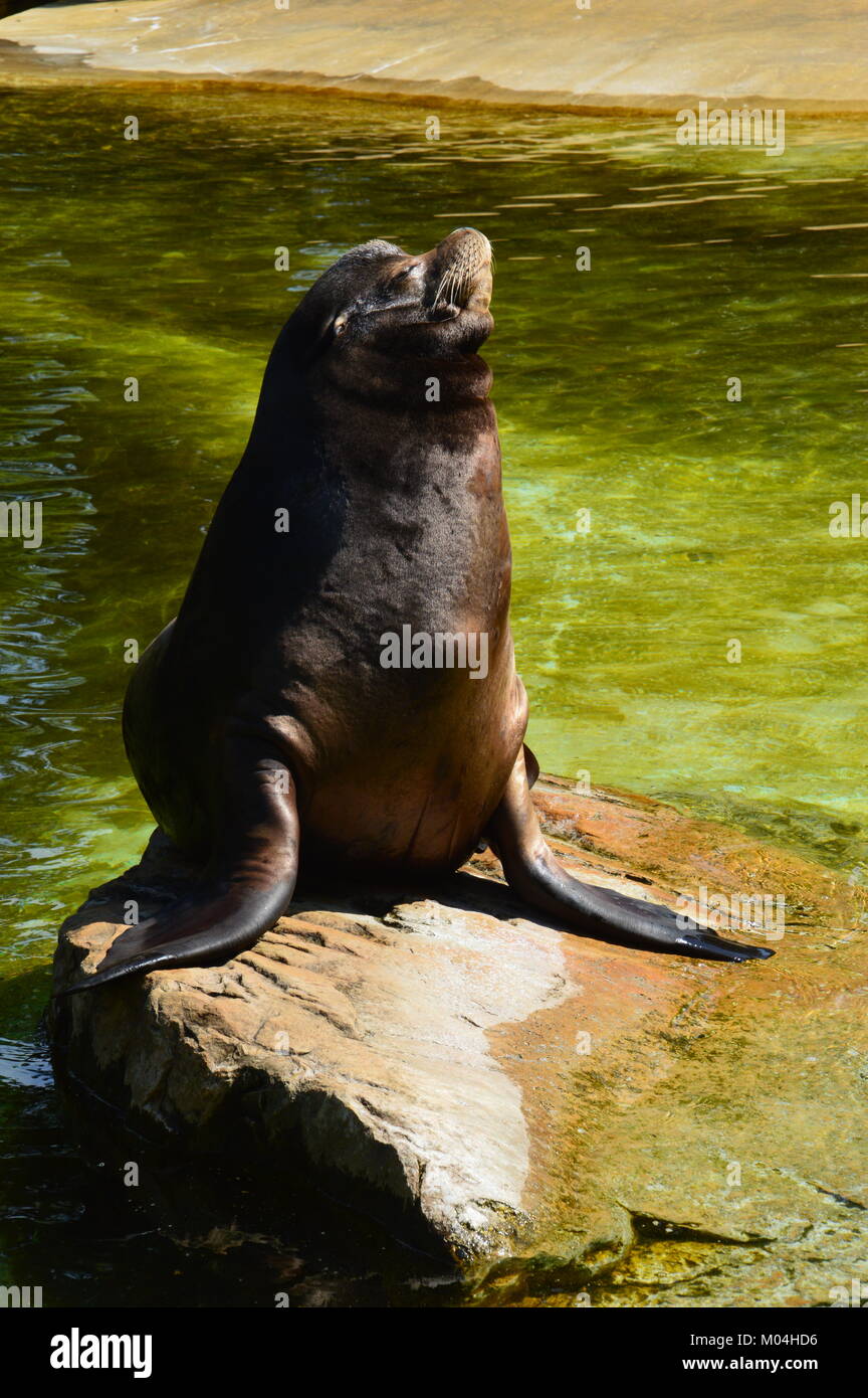 Male sea lion hi-res stock photography and images - Alamy