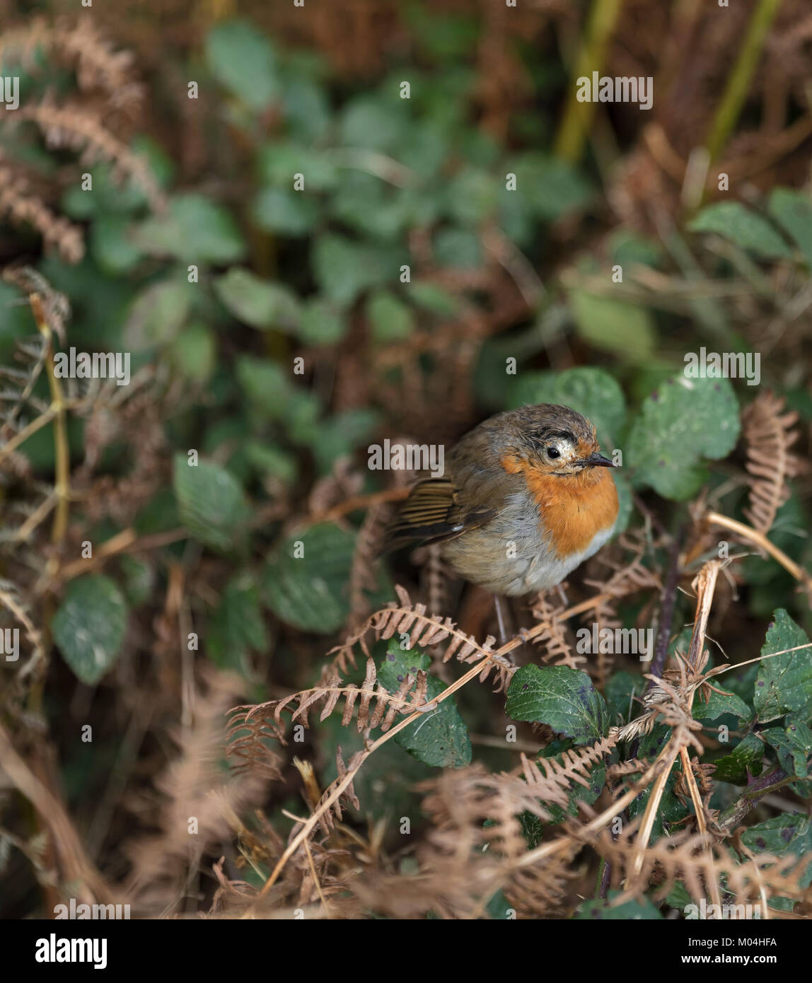 Red Robin on fern in hedgerow Stock Photo - Alamy