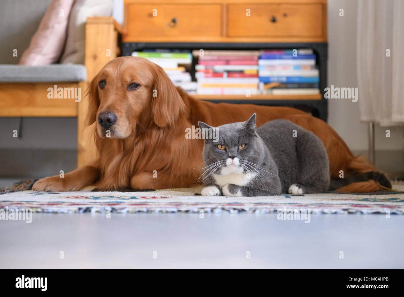 Golden Retriever and Cat Stock Photo - Alamy