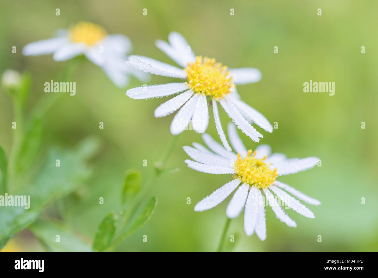 Marguerite beside rice field, Tsuruoka City, Yamagata Prefecture, Japan ...