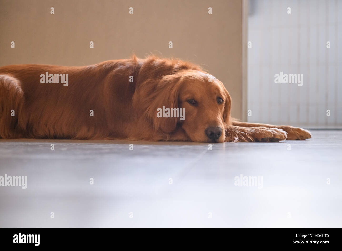 Golden Retriever to lie on the ground Stock Photo - Alamy