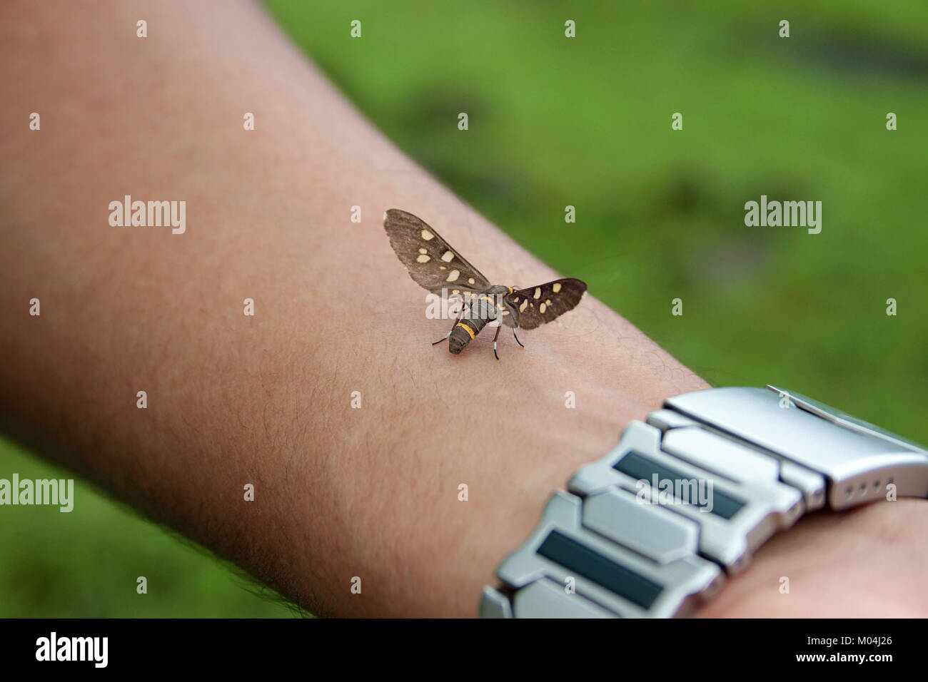 Tiny moth sitting on the arm Stock Photo - Alamy