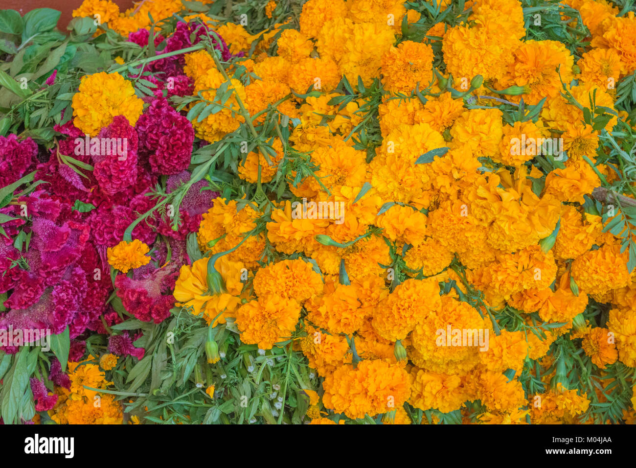 A bunch of red and orange marigolds, with stems and leaves, laying on ...